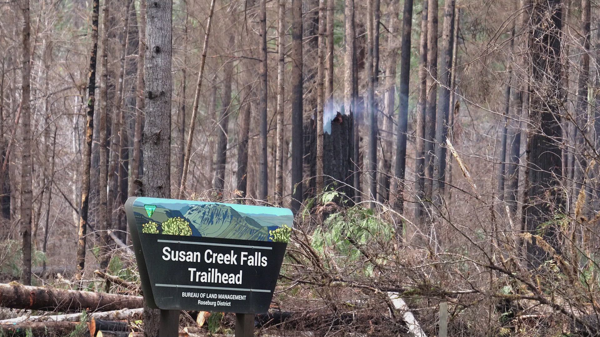 Trees Continue to Smolder Months After the Archie Creek Fire
